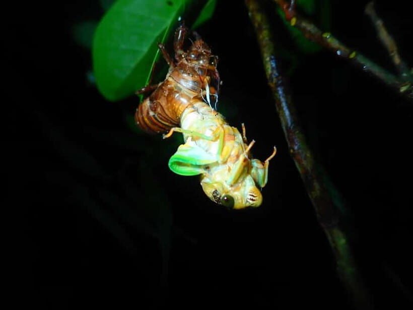 Ishigaki:A phantom flower withers overnight "Sagari-bana" - Who Should Consider This Tour?