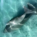 Island Life Adventures | A Day at Dirk - Exploring the Itinerary in Detail