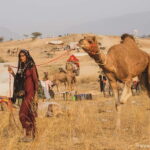 Jaipur: Ajmer & Pushkar Day Trip with Lunch & Camel ride - A Detailed Look at the Experience