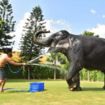 "Jaipur Elephant Experience: Bond, Connect, and Learn" - What’s Included and What to Keep in Mind