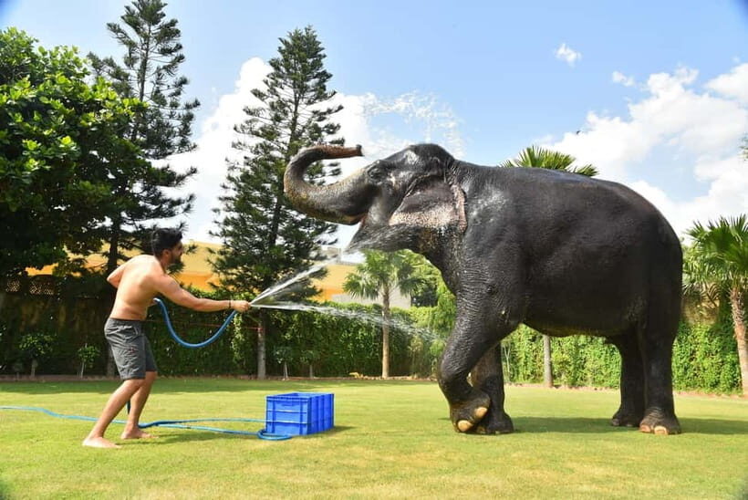 "Jaipur Elephant Experience: Bond, Connect, and Learn" - What’s Included and What to Keep in Mind