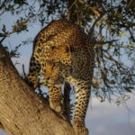 Jaipur: Jhalana Amagarh Leopard Reserve 4×4 Jeep Safari - The Value of the Experience