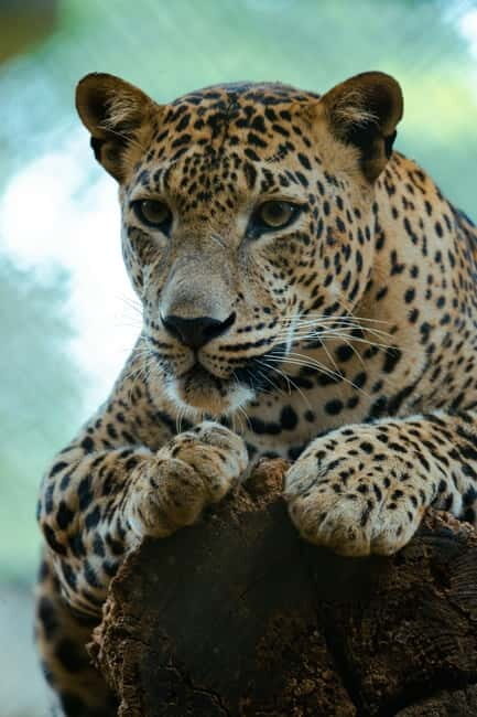 Jaipur: Jhalana Amagarh Leopard Safari Park Guided Tour - The Safari Itinerary and Experience