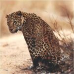 Jaipur: Jhalana/Amagarh leopard safari private tour - Price and Value: Is It Worth It?