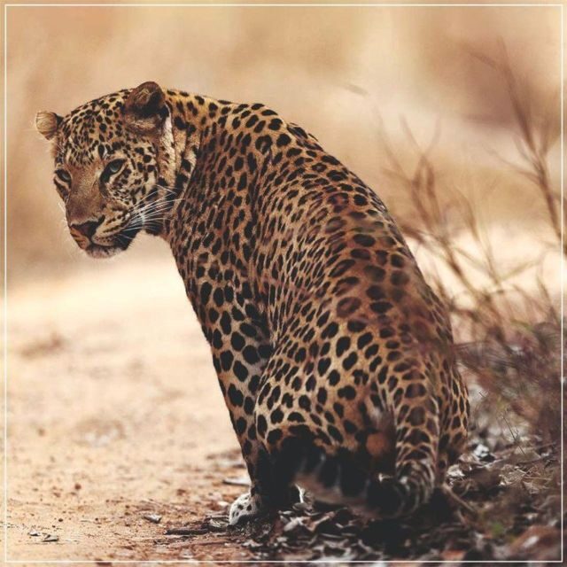 Jaipur: Jhalana/Amagarh leopard safari private tour - Price and Value: Is It Worth It?
