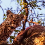 Jaipur: Jhalana leopard safari private tour - Who Should Consider This Tour?