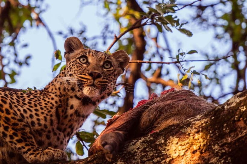 Jaipur: Jhalana leopard safari private tour - Who Should Consider This Tour?