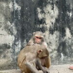 Jaipur: Monkey Temple and Sun Temple Guided Tour - The Sun Temple: An Oasis of Calm with Stunning Views