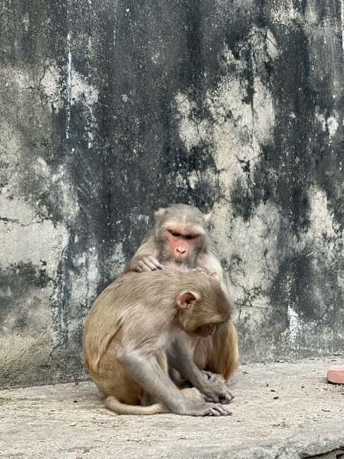 Jaipur: Monkey Temple and Sun Temple Guided Tour - The Sun Temple: An Oasis of Calm with Stunning Views
