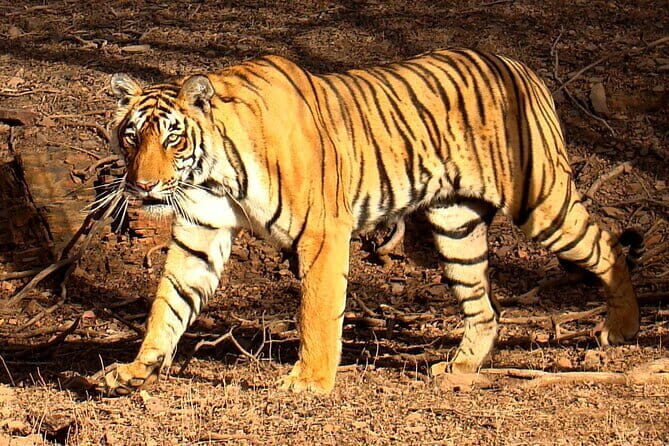 Jaipur Ranthambore Agra Delhi 3 Nights 4 Days - The Sum Up