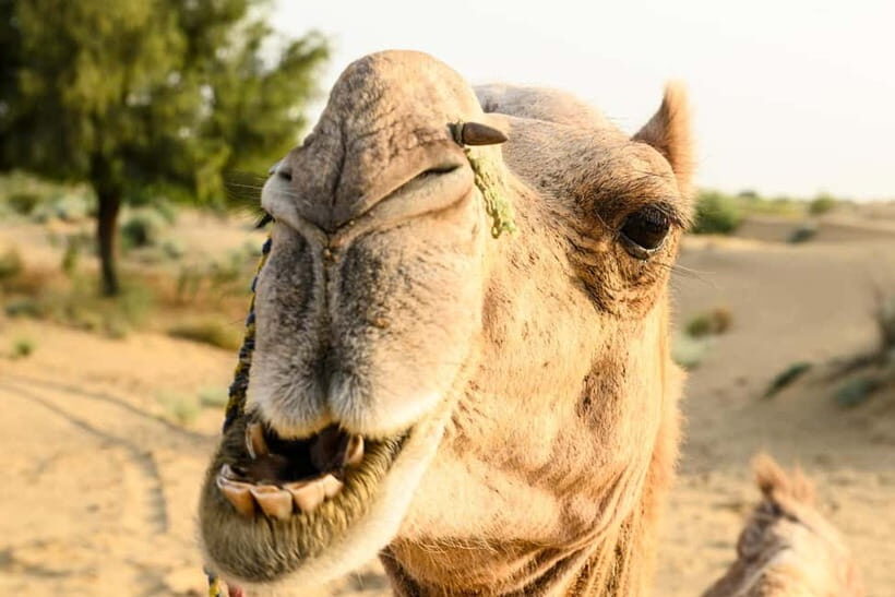Jaisalmer: Village Tour with Camel Ride and Farm Experience - Final Thoughts