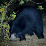 Jawai Leopard Safari 4x4 Gypsy Adventure with Guide - Why This Safari Is a Good Deal