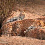 Jawai Leopard Wildlife Safari Private Tour In a 4x4 Jeep - The Photography and Viewing Experience