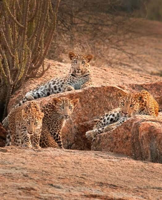 Jawai Leopard Wildlife Safari Private Tour In a 4x4 Jeep - The Photography and Viewing Experience