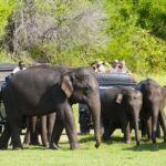Jeep Safario to Minneriya/Kaudulla/Hurulu Eco National Parks - Who Will Love This Tour?