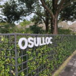 Jeju: Cherry Blossom South & West Day Tour with Hotel Pickup - Final Thoughts