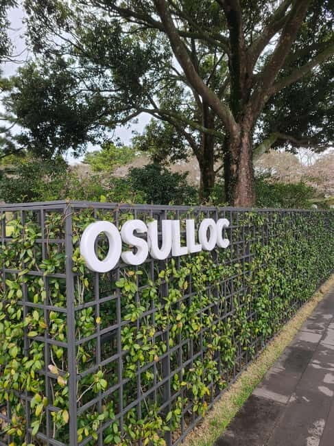 Jeju: Cherry Blossom South & West Day Tour with Hotel Pickup - Final Thoughts