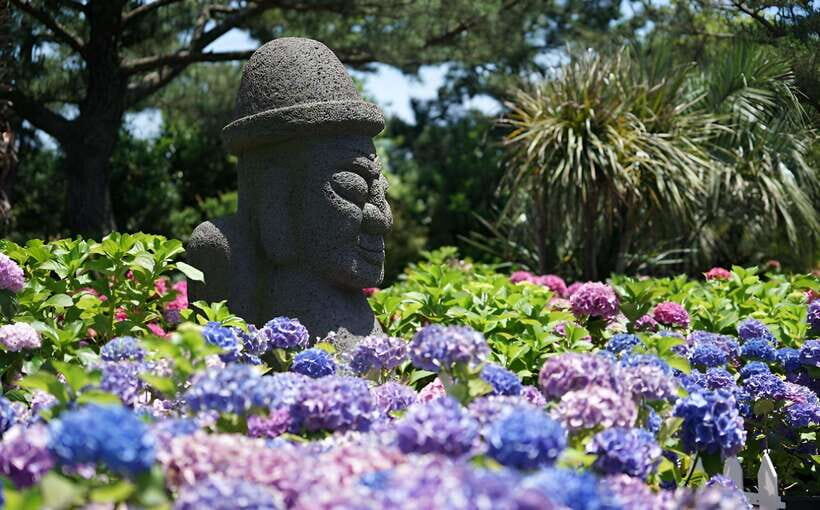 Jeju Hydragea Festival Tour : EAST Route - Seongsan Ilchulbong: A UNESCO Wonder