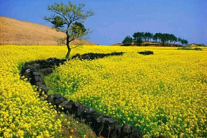 Jeju Island Bus Tour Or Taxi Tour in the East of Jeju island - Why Travelers Love This Tour
