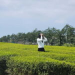 Jeju: West & South Full-Day Authentic Tour - Exploring Jeju’s Natural Wonders and Cultural Gems