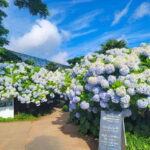 Jeju Western & Sothern : Hydrangea Festival Tour - An In-Depth Look at the Tour Experience
