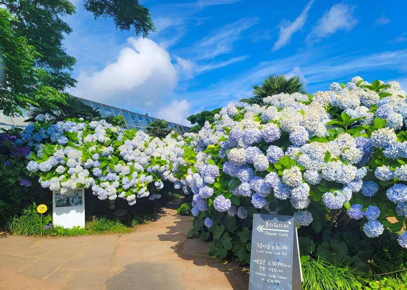 Jeju Western & Sothern : Hydrangea Festival Tour - An In-Depth Look at the Tour Experience