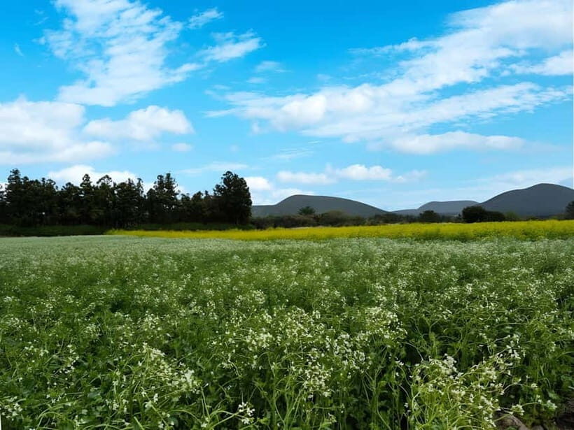 Jeju:K-Drama Spot When Life Gives You Tangerines Hotel pick - The Itinerary in Detail
