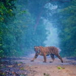 Jim Corbett: 3-Day Safari Tour by Flight from Bangalore - What Does the Tour Mean for You?