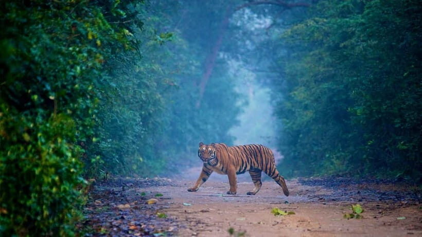 Jim Corbett: 3-Day Safari Tour by Flight from Bangalore - What Does the Tour Mean for You?