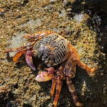 Johor: Desaru Beach Life and Tidepool Discovery - The Naturalist Guide: Your Expert Companion