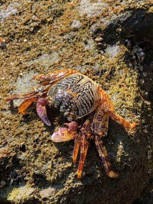 Johor: Desaru Beach Life and Tidepool Discovery - The Naturalist Guide: Your Expert Companion
