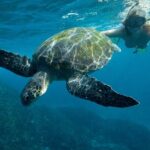 Julian Rocks: Premier Snorkeling Tour Byron Bay - Who Will Love This Tour?
