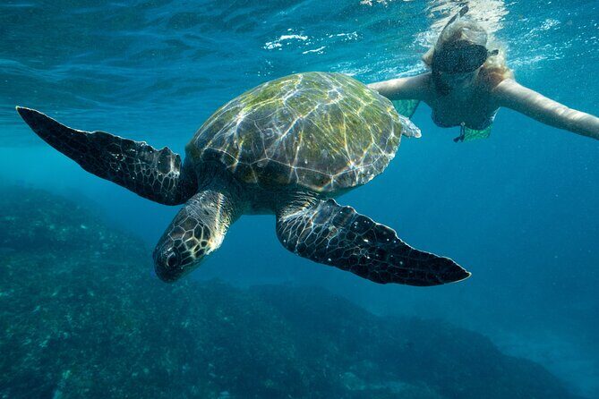 Julian Rocks: Premier Snorkeling Tour Byron Bay - Who Will Love This Tour?