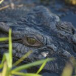 Jumping Crocodile Cruise from Darwin Half-Day Scenic Trip - A Genuine Look at the Jumping Crocodile Tour