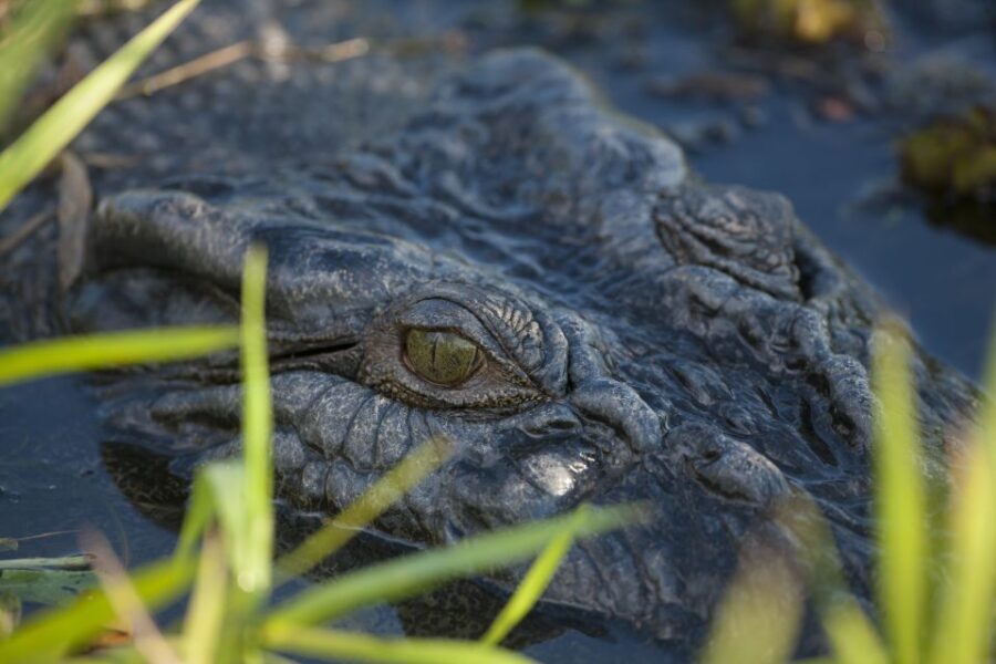 Jumping Crocodile Cruise from Darwin Half-Day Scenic Trip - A Genuine Look at the Jumping Crocodile Tour