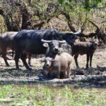 Jumping Crocodile Cruise with lunch - An In-Depth Look at the Tour Itinerary