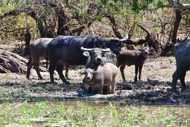 Jumping Crocodile Cruise with lunch - An In-Depth Look at the Tour Itinerary