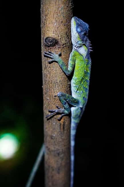 Jungle Night Walk - Explore Phong Nhas Nocturnal Nature - The Experience and Value
