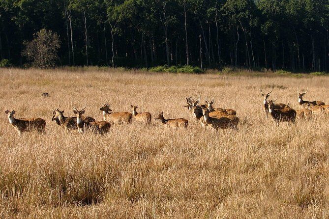 Jungle safari near Rishikesh inside Rajaji National Park - Practical Details and What It Means for You