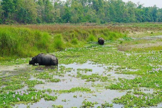 Jungle Safari Tour in Chitwan National Park - The Value of the Tour