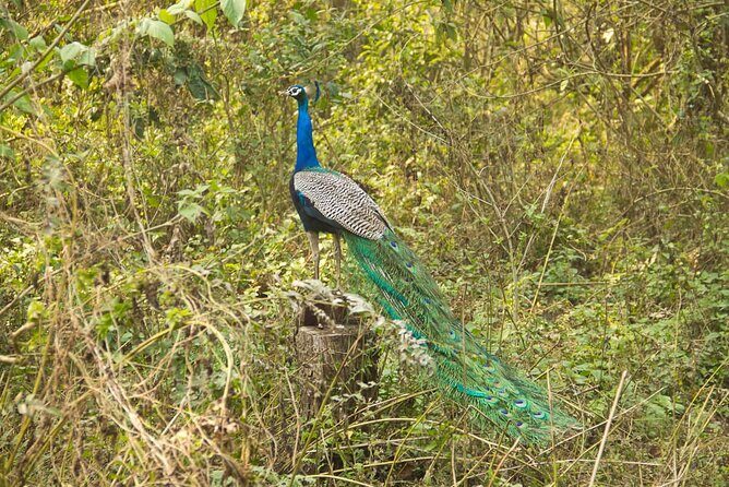Jungle Tower Night Stay in Chitwan National Park 2 Nights 3 Days - Assessing the Value