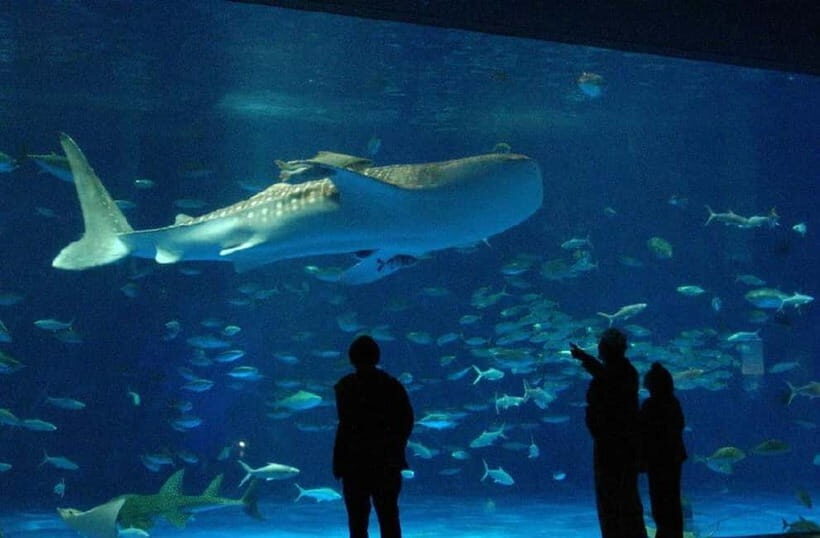 Kagoshima Aquarium Admission Ticket - Practical Details and Tips