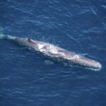 Kaikoura: 1-Hour Whale Watching Helicopter Tour - An In-Depth Look at the Kaikoura Helicopter Tour