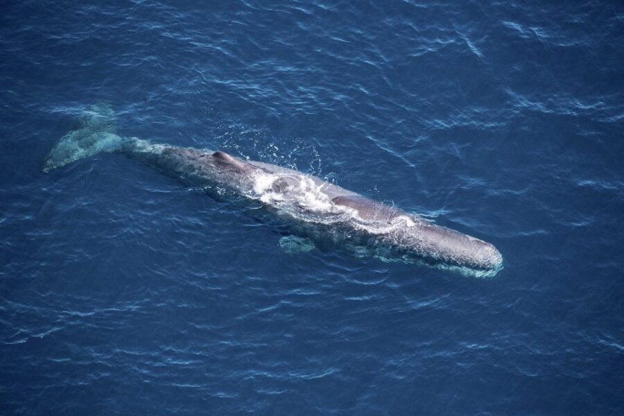 Kaikoura: 1-Hour Whale Watching Helicopter Tour - An In-Depth Look at the Kaikoura Helicopter Tour