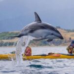 Kaikoura: Half-Day Wildlife Kayaking Tour - The Sum Up