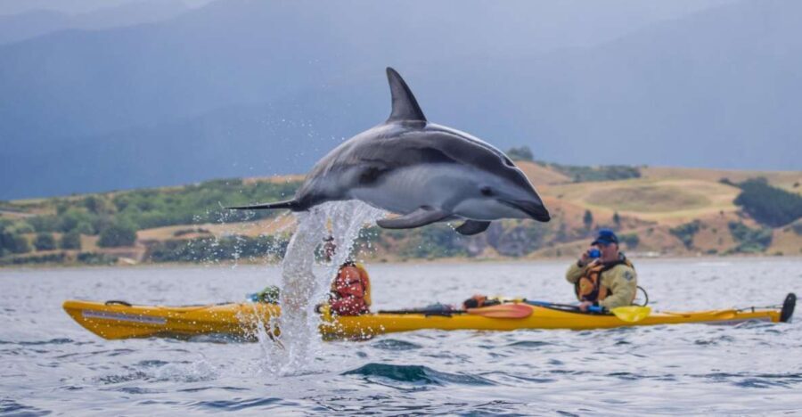 Kaikoura: Half-Day Wildlife Kayaking Tour - The Sum Up