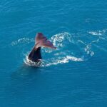 Kaikoura Helicopters Classic Whale Watch - The Experience: What Makes It Special