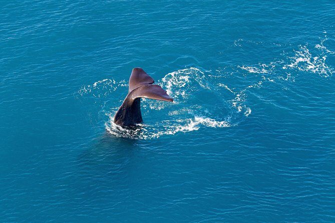 Kaikoura Helicopters Classic Whale Watch - The Experience: What Makes It Special