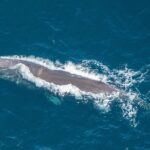 Kaikoura Helicopters Extended Whale Watch flight - Who Should Consider This Tour?