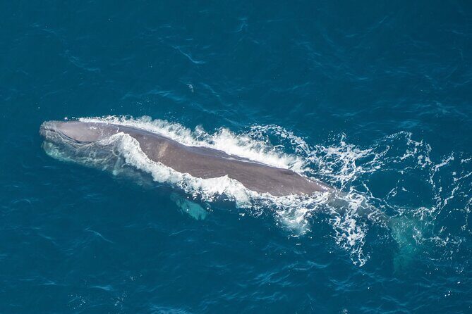 Kaikoura Helicopters Extended Whale Watch flight - Who Should Consider This Tour?